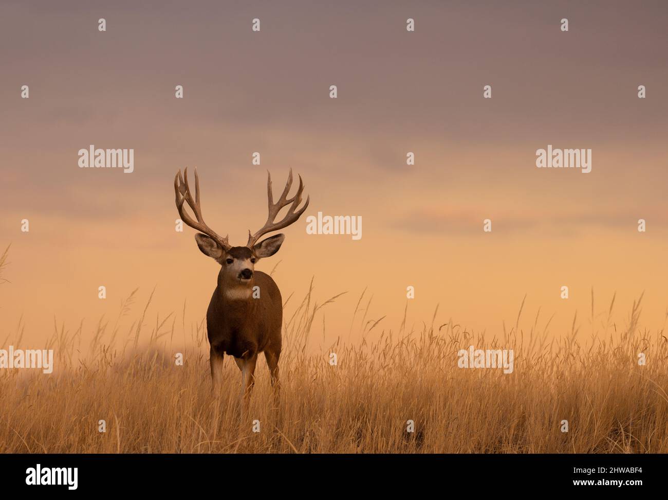 Mule Deer Buck During the Rut in Autumn in Colorado Stock Photo - Alamy