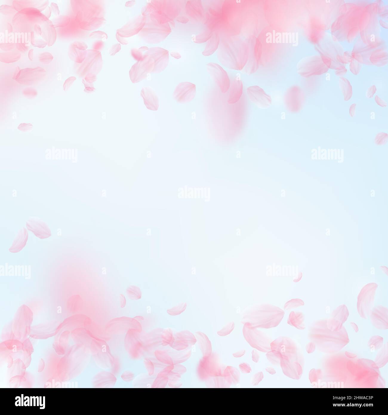Sakura petals falling down. Romantic pink flowers falling rain. Flying ...