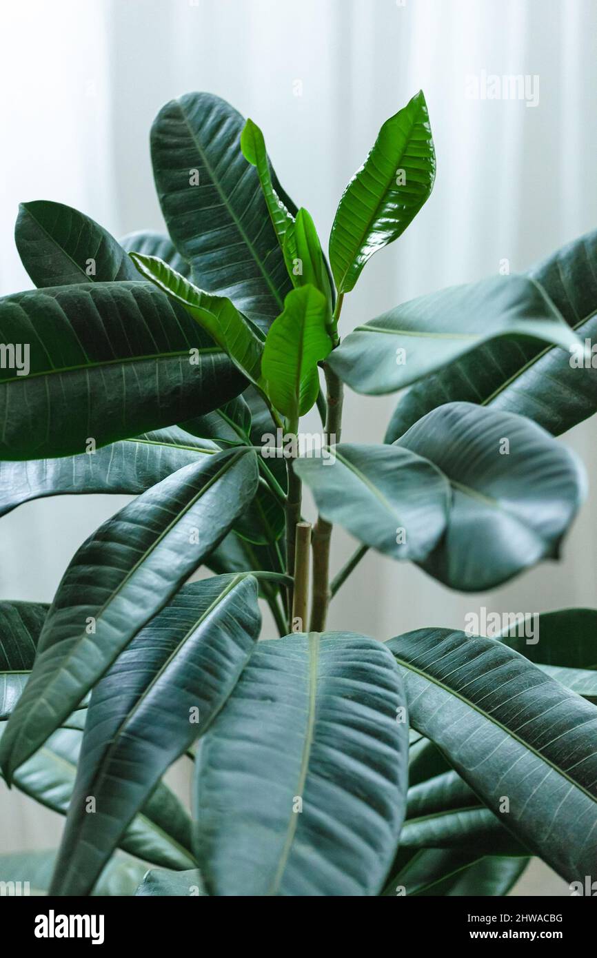Dark green leaves of indoor plant ficus close up Stock Photo - Alamy