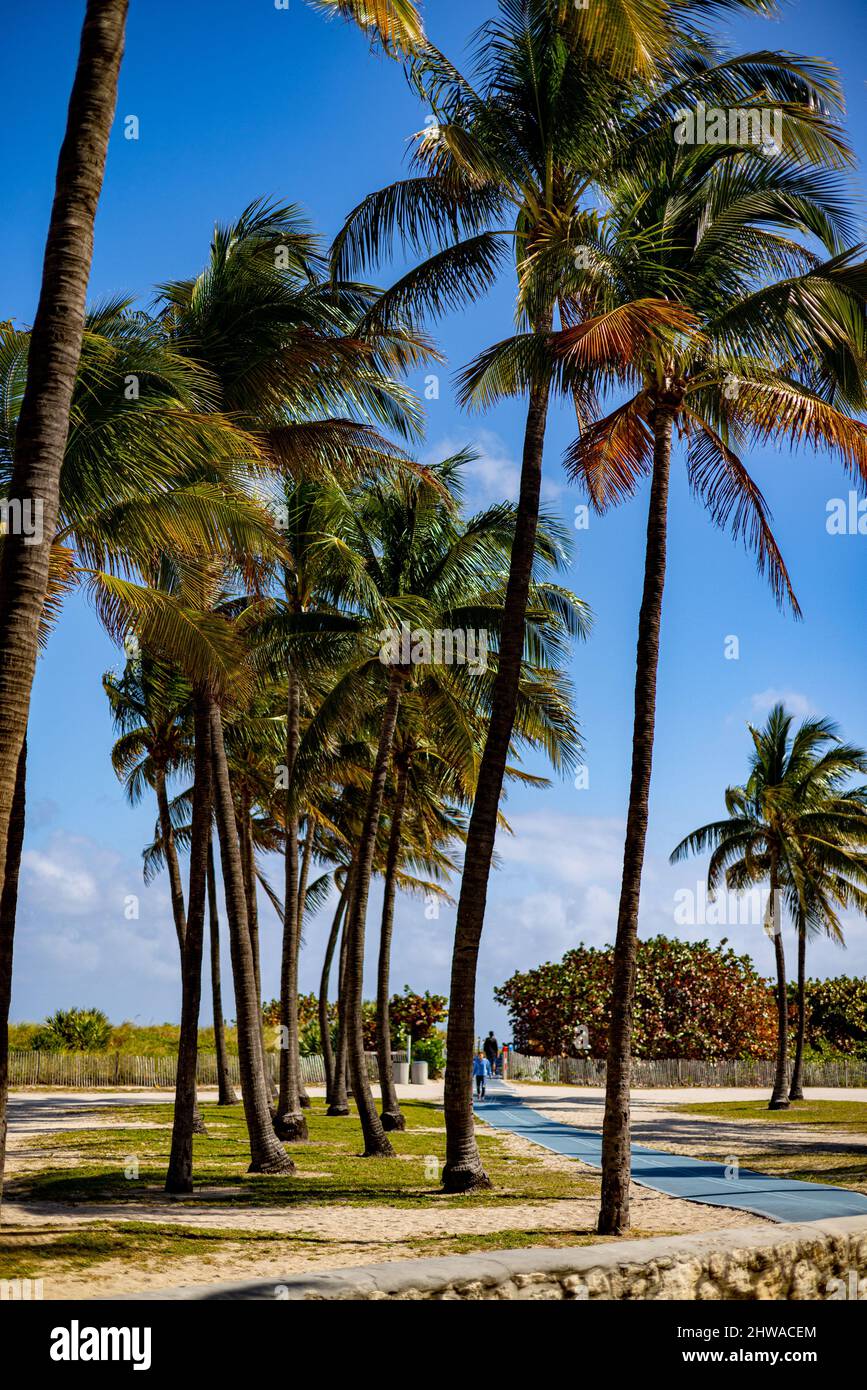 The beautiful plam trees at South Beach Miami Stock Photo - Alamy