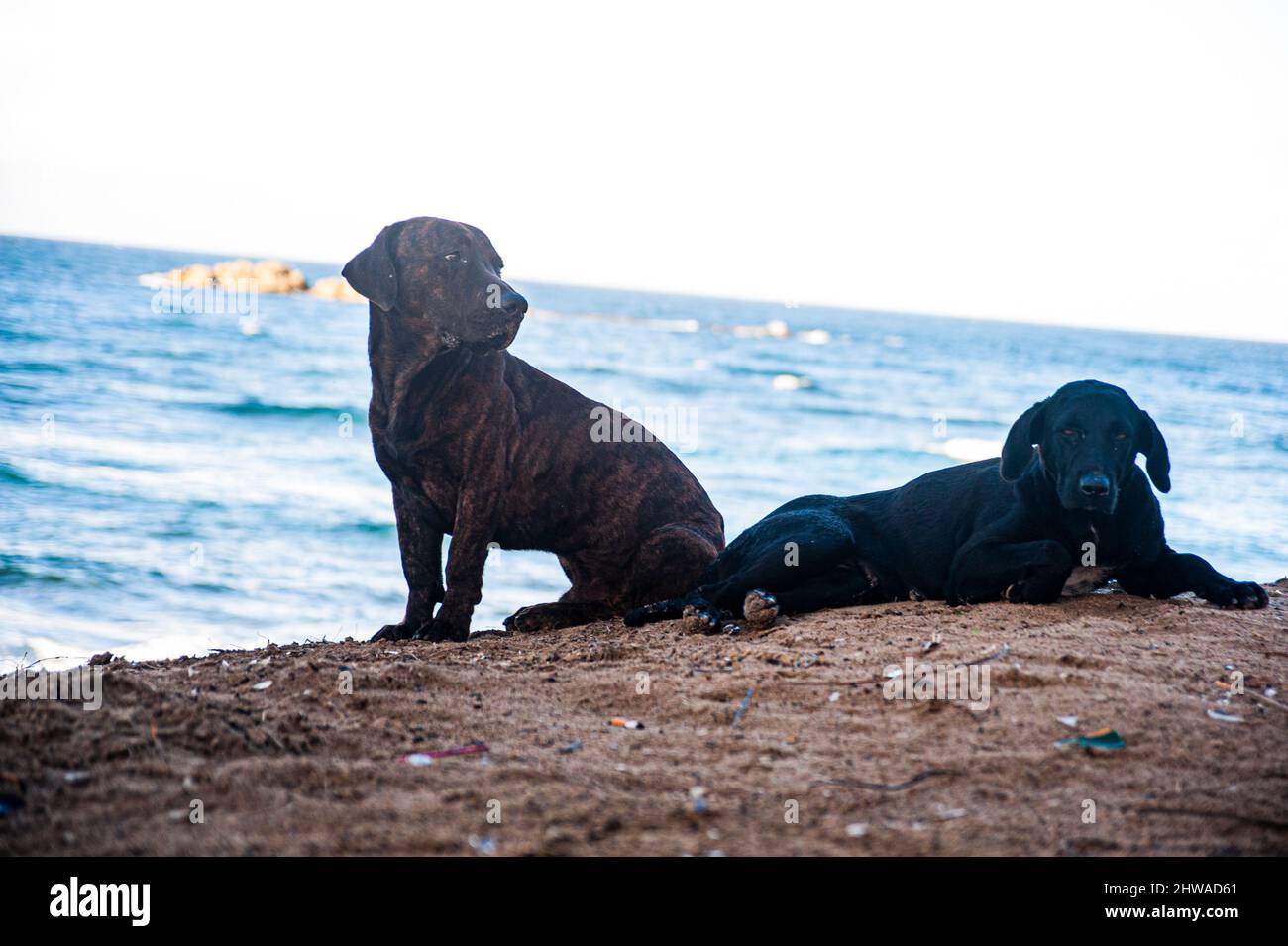 Street dogs relaxing on the beach in San Juan, Puerto Rico Stock Photo ...