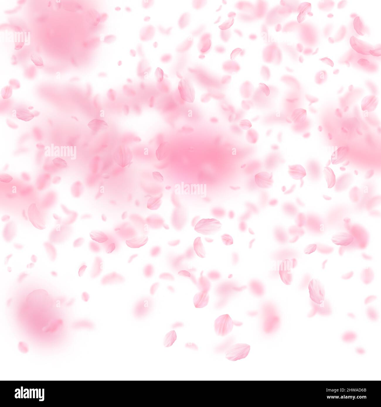 Sakura petals falling down. Romantic pink flowers gradient. Flying ...