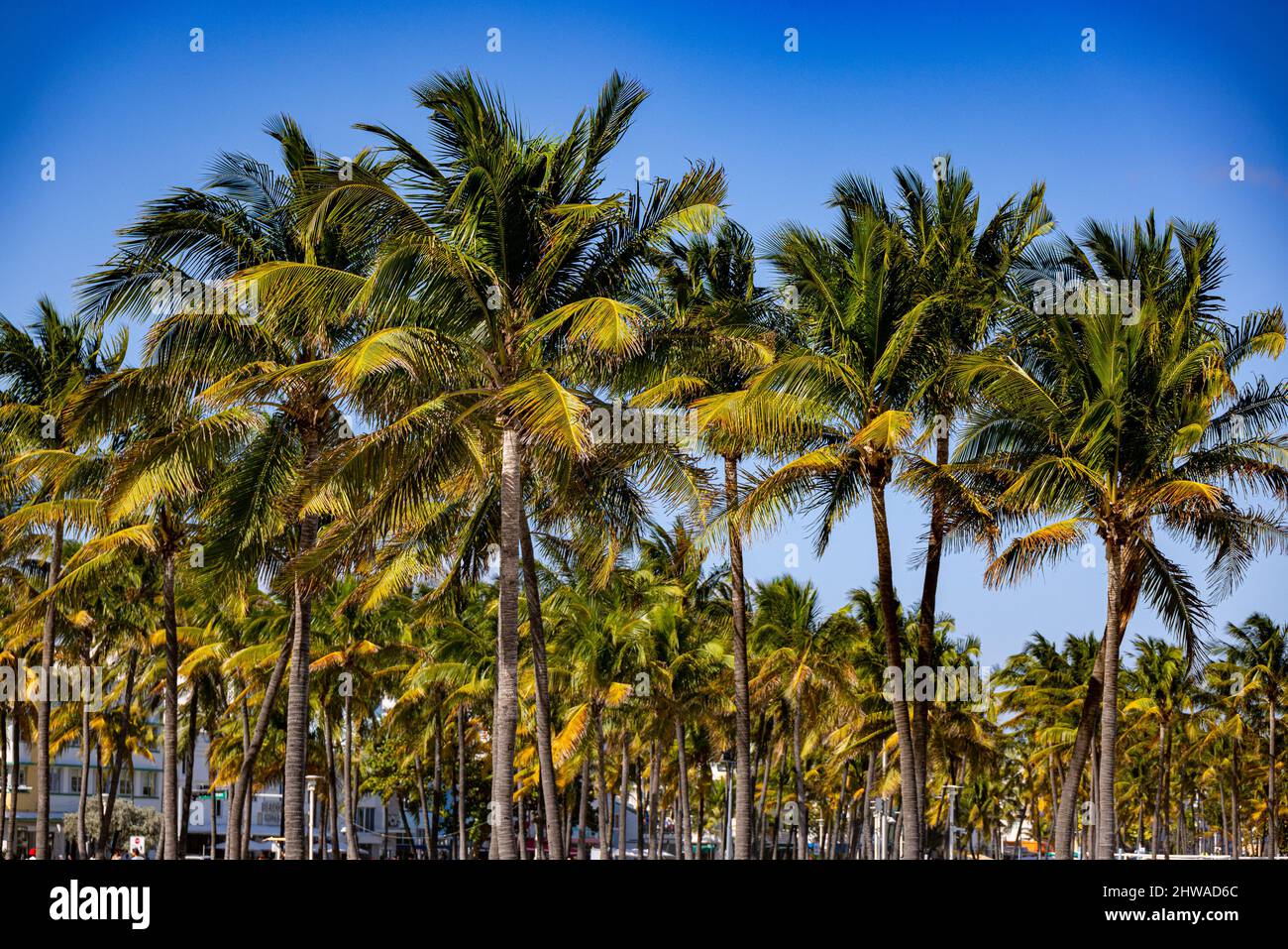Amazing palm trees of South Beach Miami - typical background Stock ...