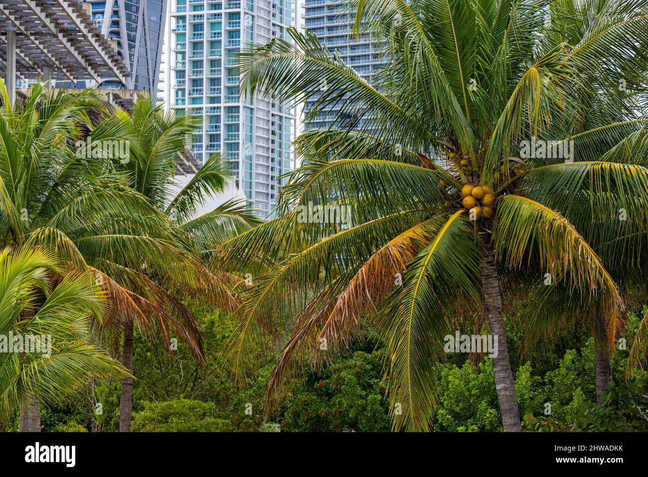 Amazing Palm trees in Florida Stock Photo - Alamy