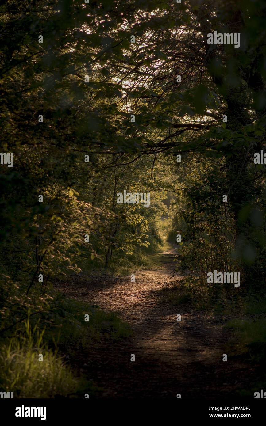 Beautiful landscape view of a sandy path going through a dense forest ...