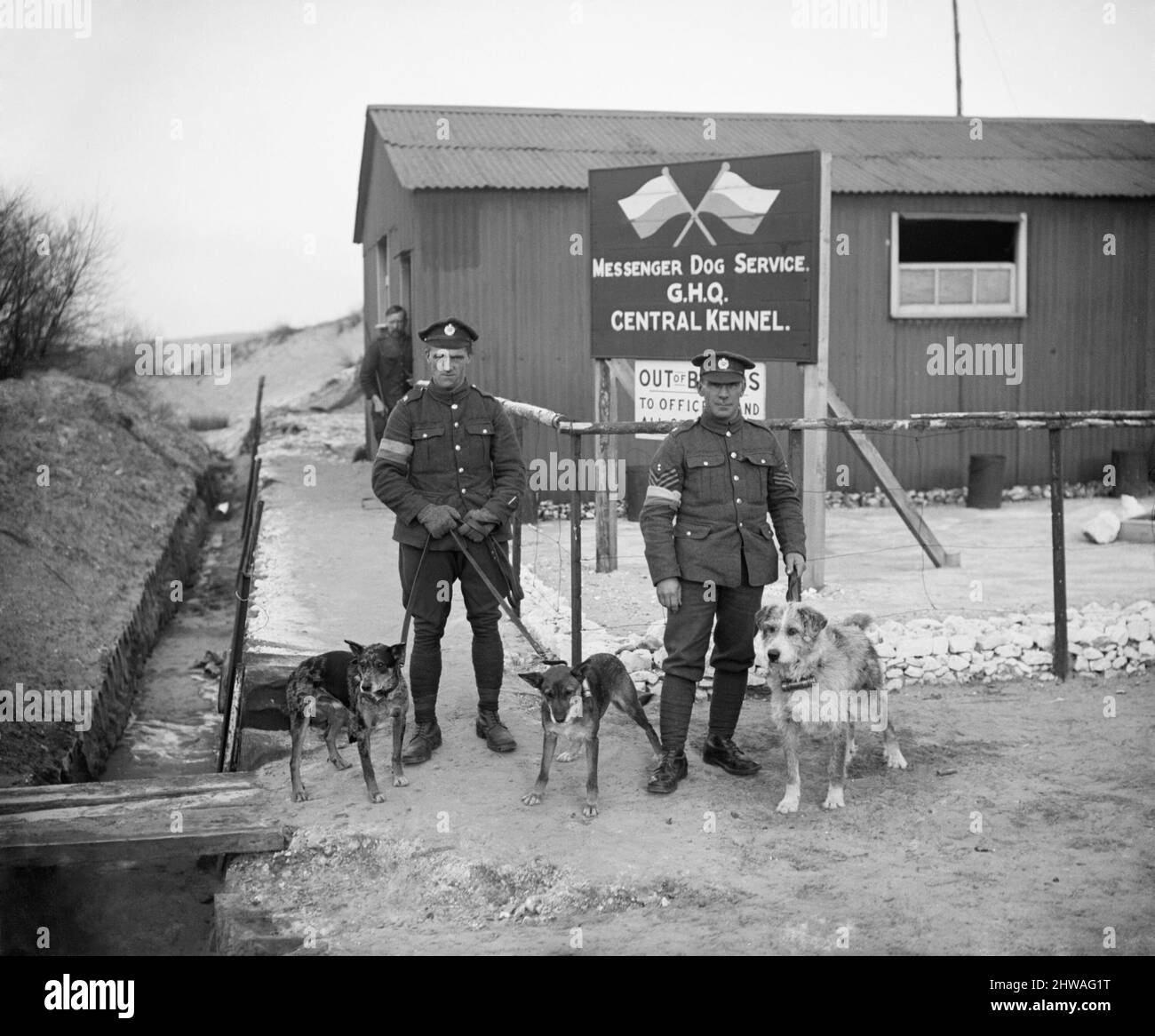 Three dogs at the Central Kennel of the Messenger Dog Service, GHQ ...
