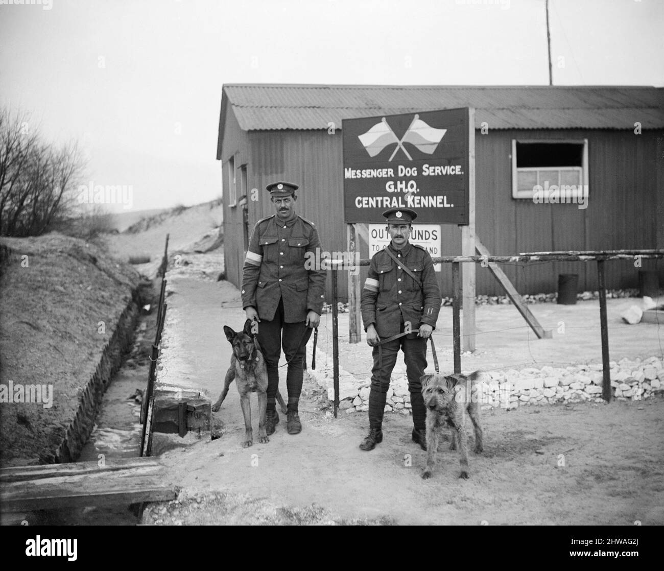 Three dogs at the Central Kennel of the Messenger Dog Service, GHQ ...