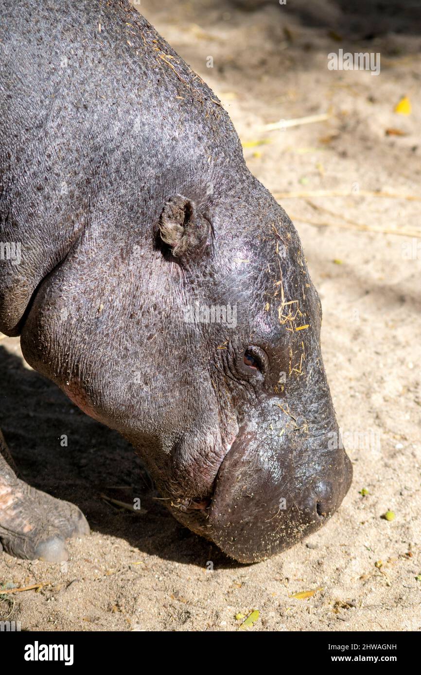 Pygmy hippopotamus portrait, a small hippopotamid which is native to ...