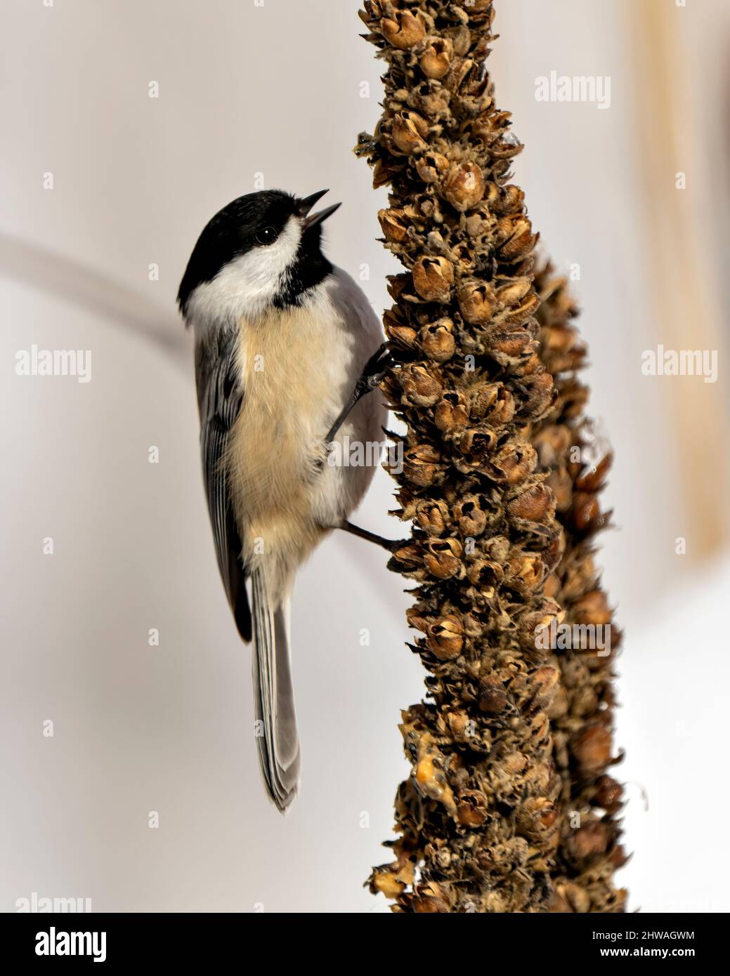 Chickadee perched on a foliage branch in its habitat and environment ...
