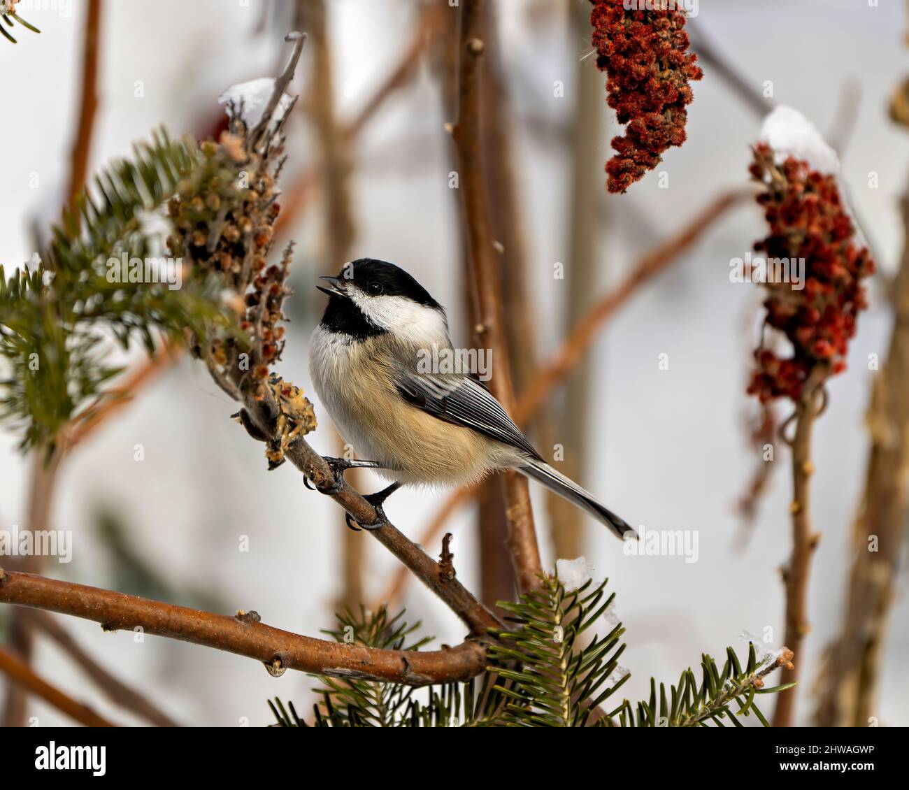 Chickadee close-up profile view perched on a stag horn branch with blur ...
