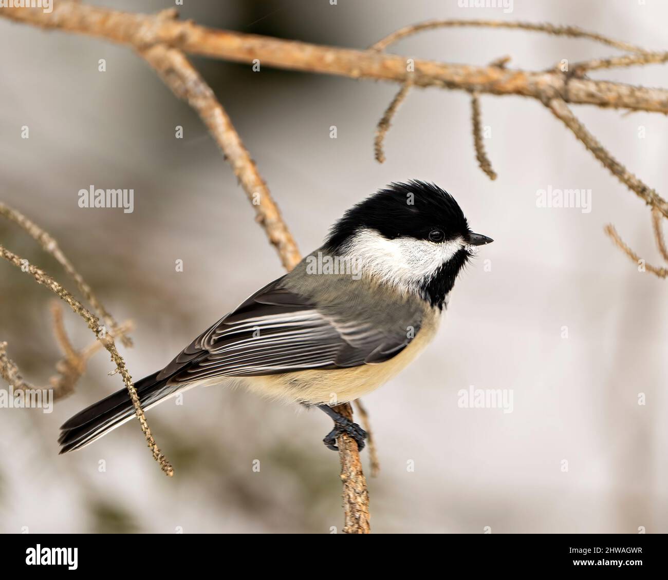 Chickadee bird perched on a branch enjoying its habitat and environment ...