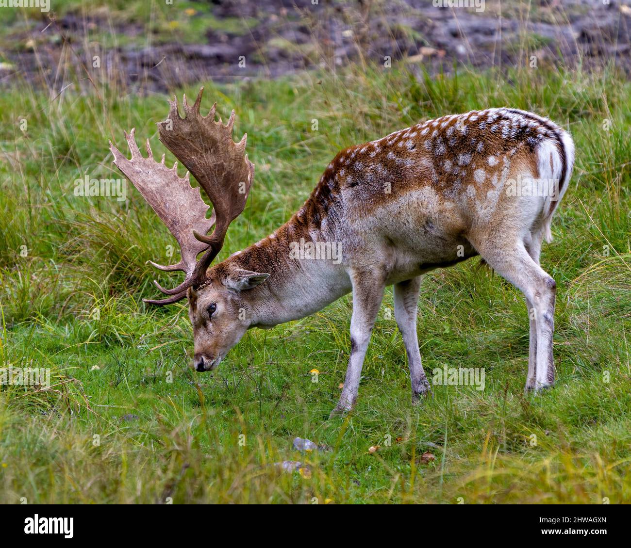 Deer Fallow close-up side profile in the field with a blur background ...