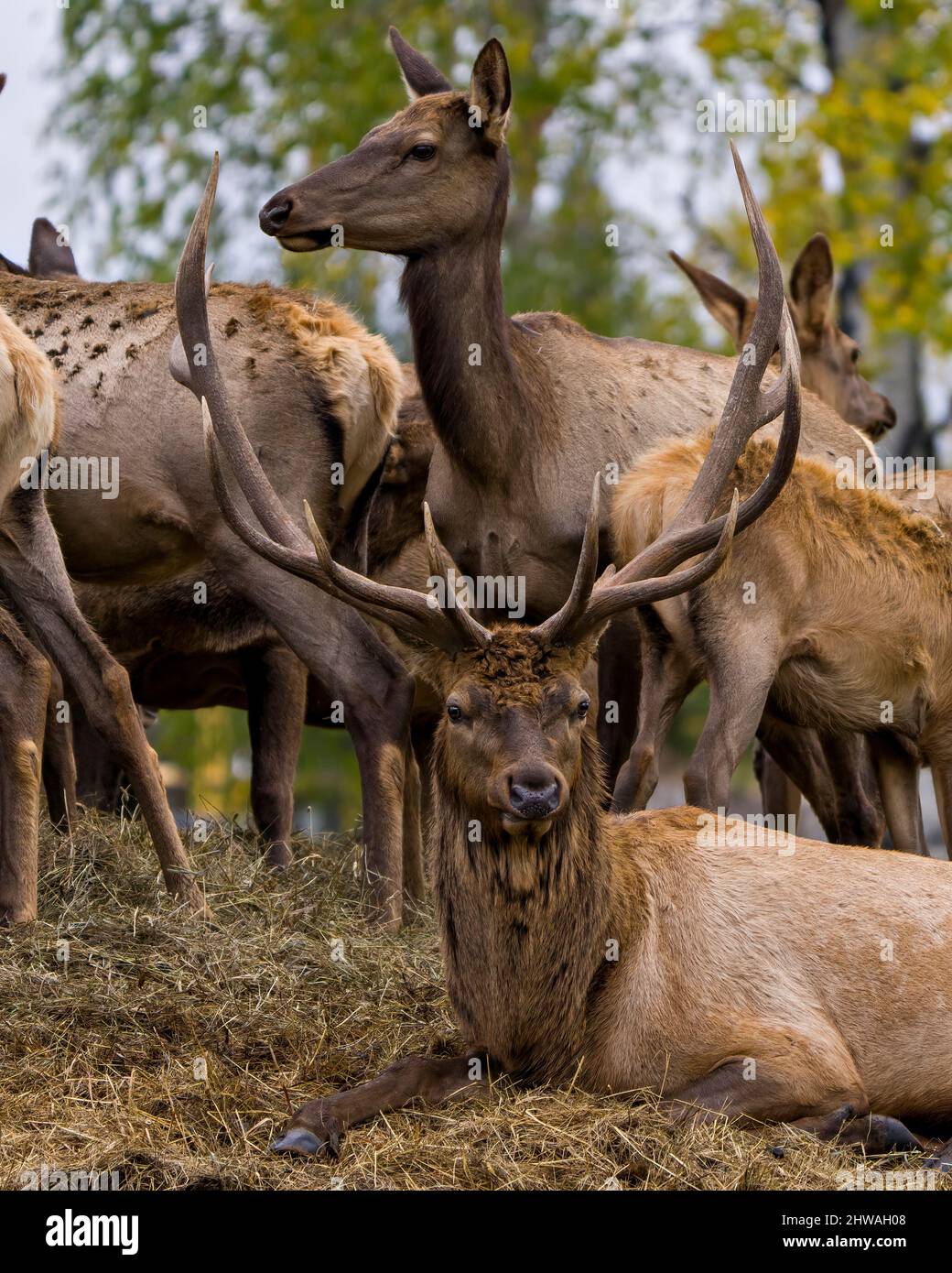 Elk bull resting on hay with its cows elk around him in their ...