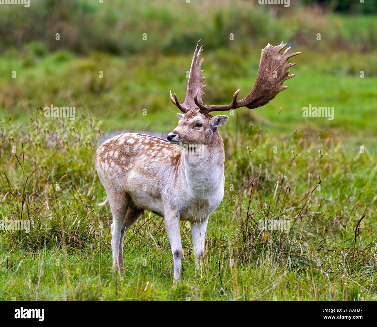 Fallow Deer male close-up profile view in the field with a blur ...