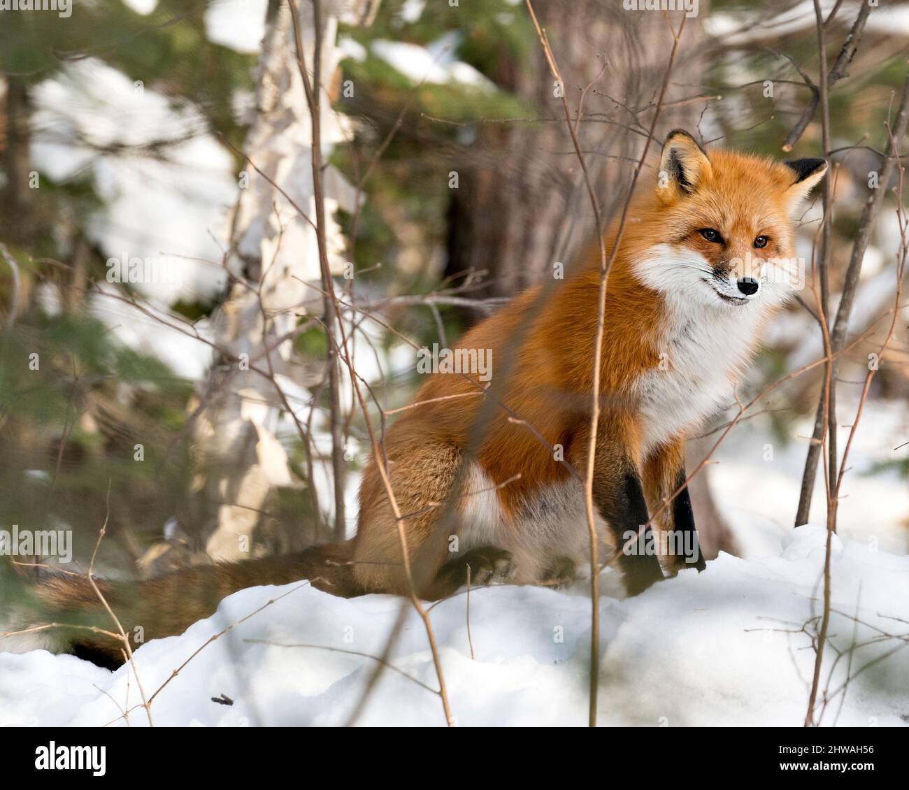 Red Fox In Snow Wallpaper Clipart
