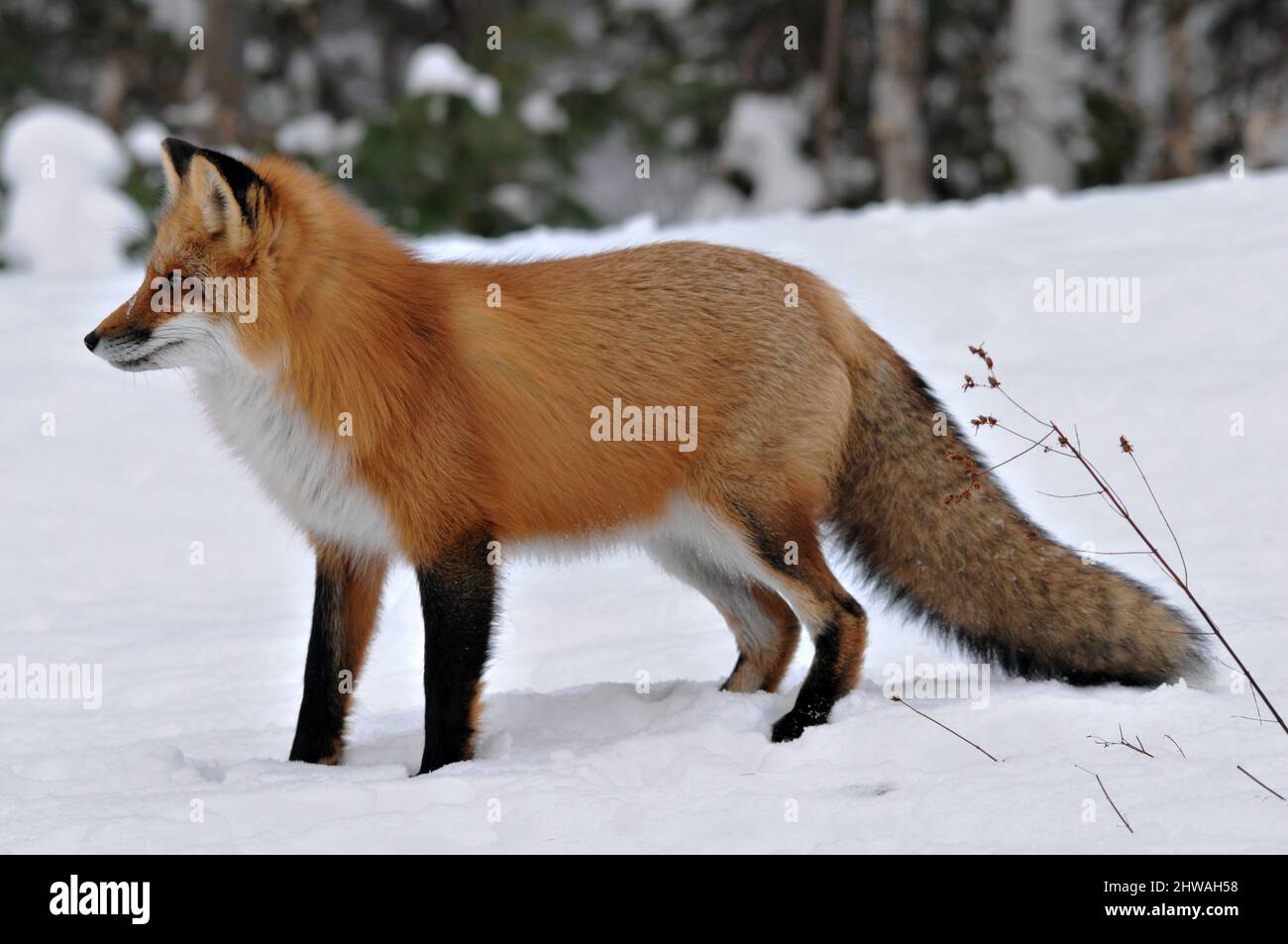 Red fox close-up profile view looking to the left side in the winter ...
