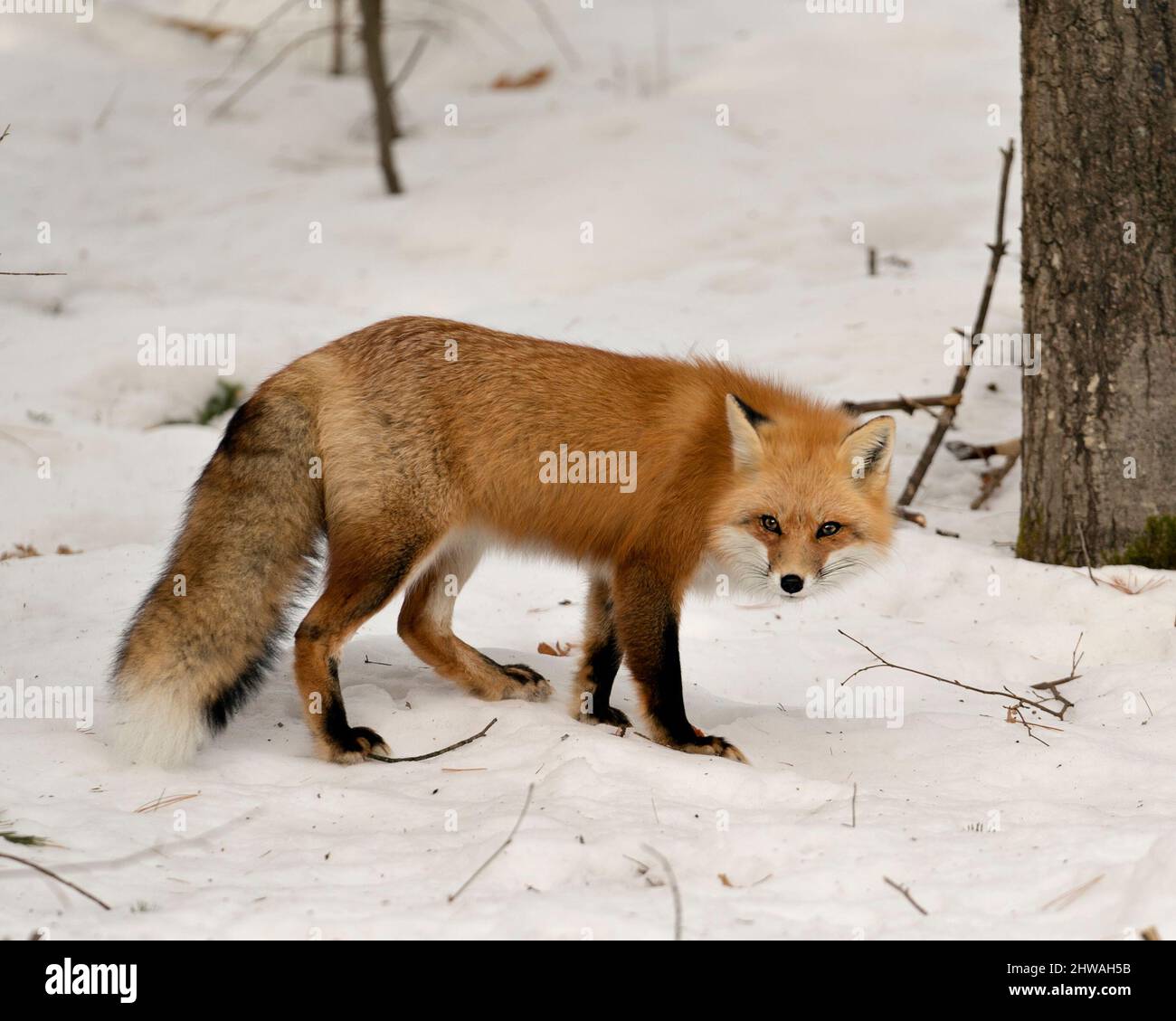 Red fox close-up profile side view in the winter season in its ...
