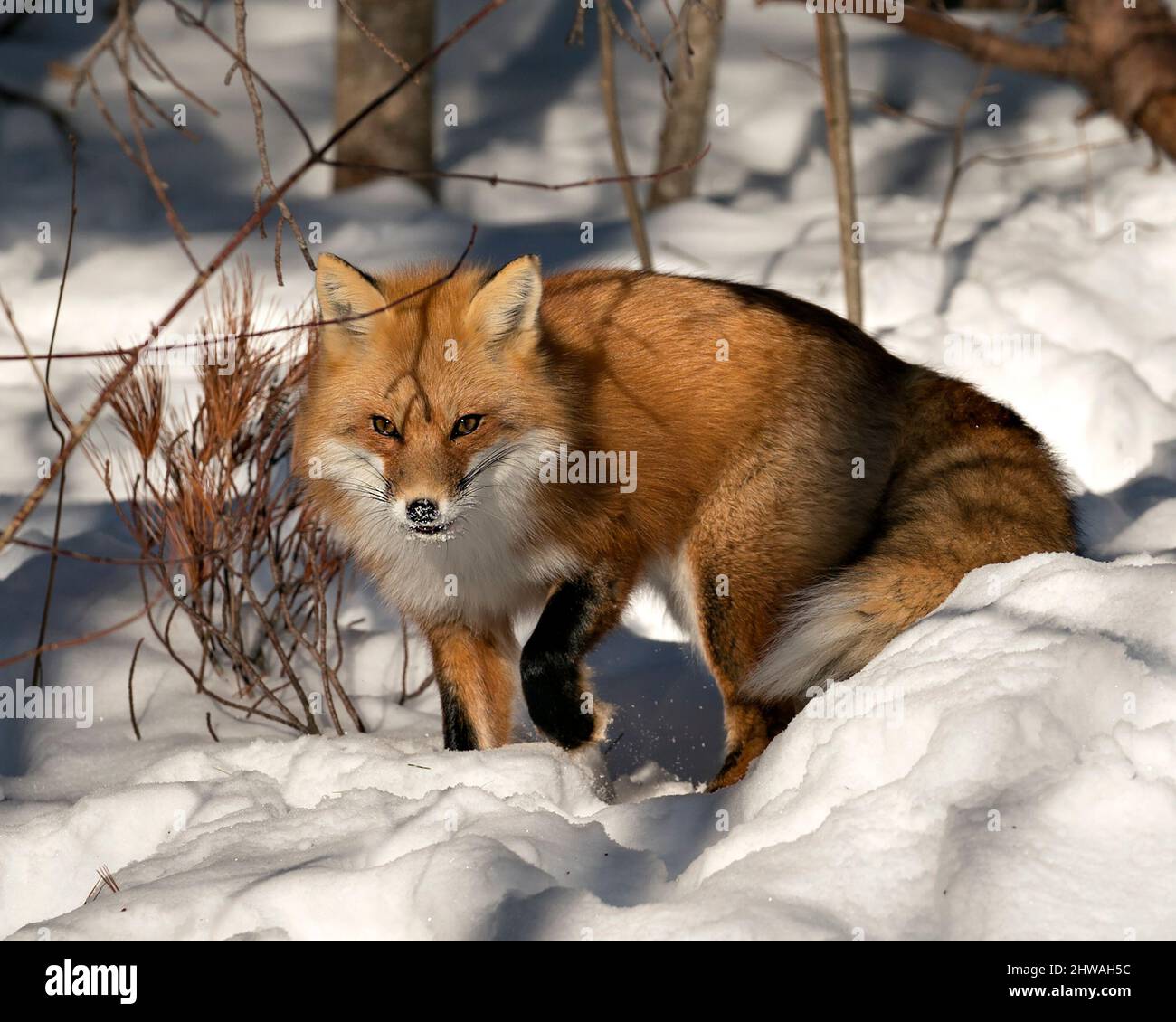 Red fox close-up, foraging in the winter season in its environment and ...