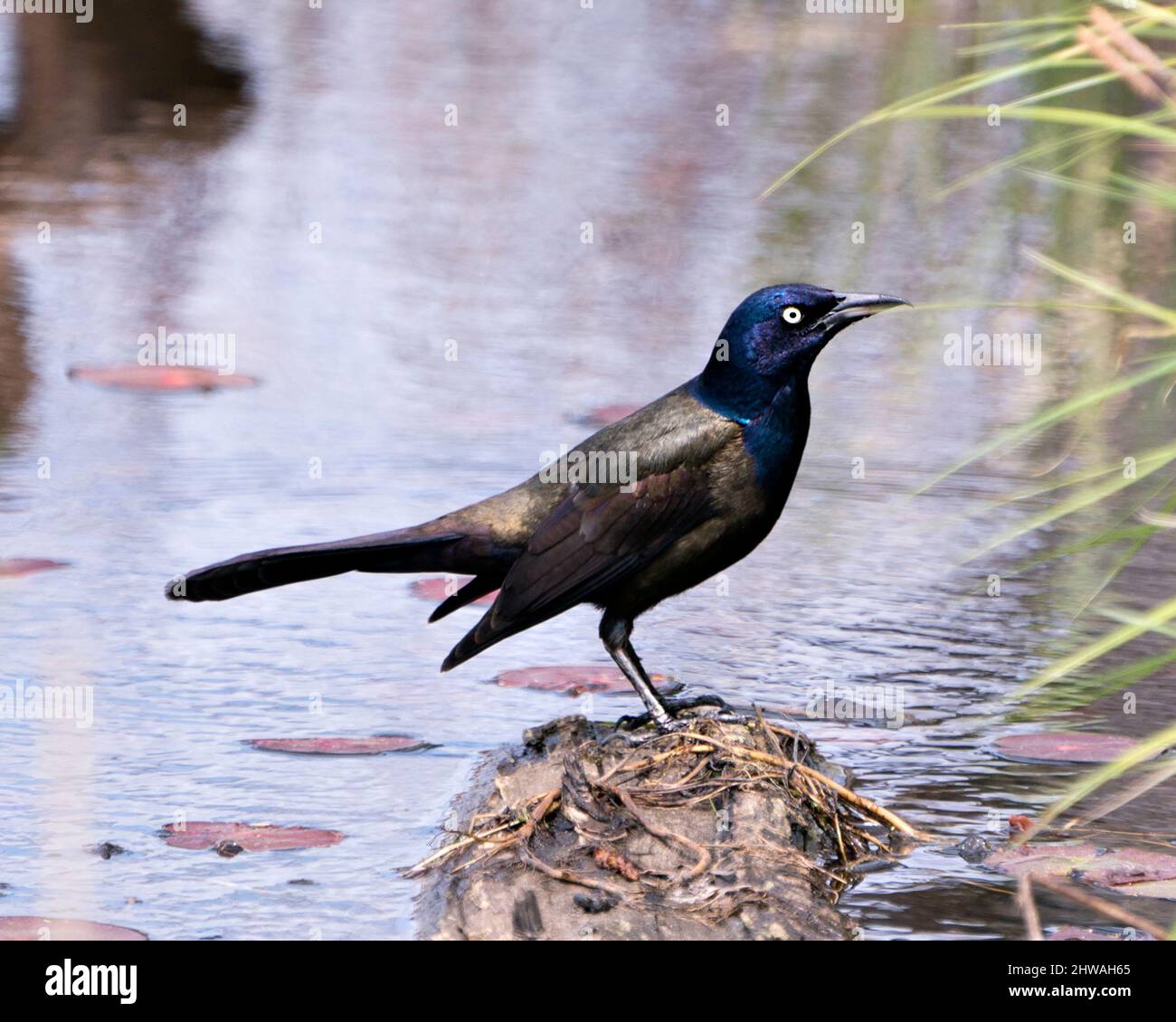 Grackle bird close-up profile view by the water displaying feathers ...