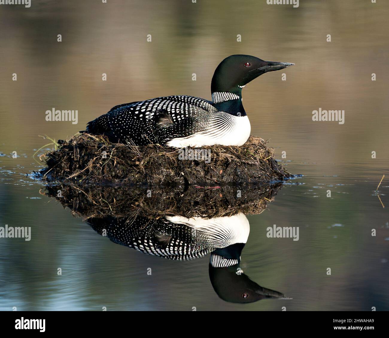 Common Loon nesting on its nest with marsh grasses, mud and water in ...
