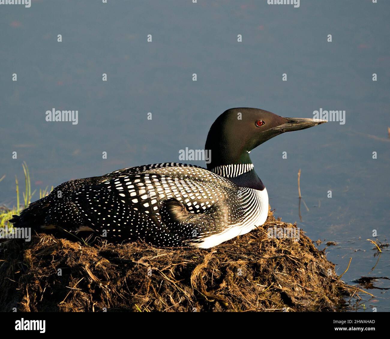 Loon nesting on its nest with marsh grasses, mud and water by the lake ...