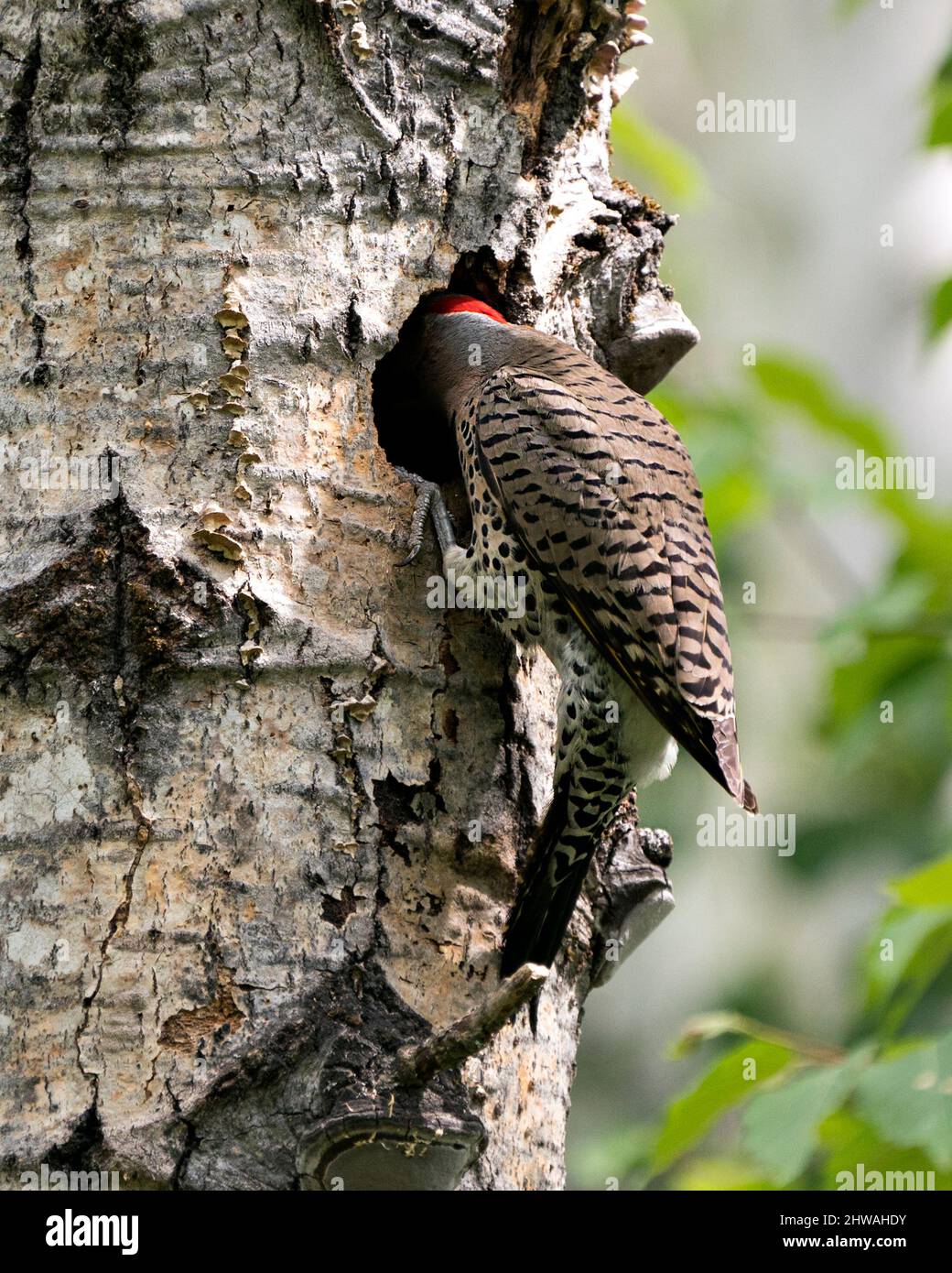 Northern Flicker close-up view entering in its bird nest cavity ...