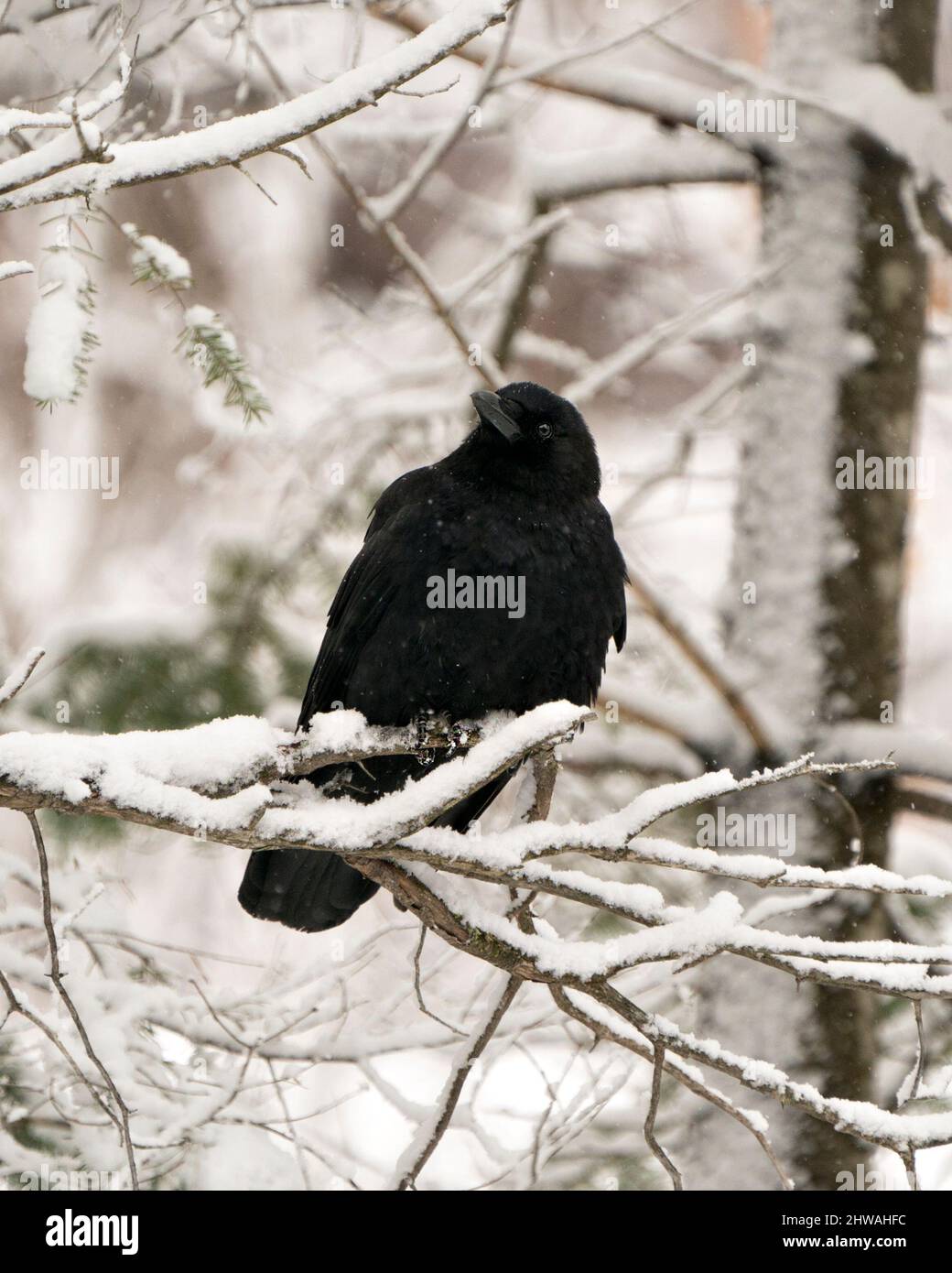 Raven bird perched on a branch with snow and a blur forest background ...