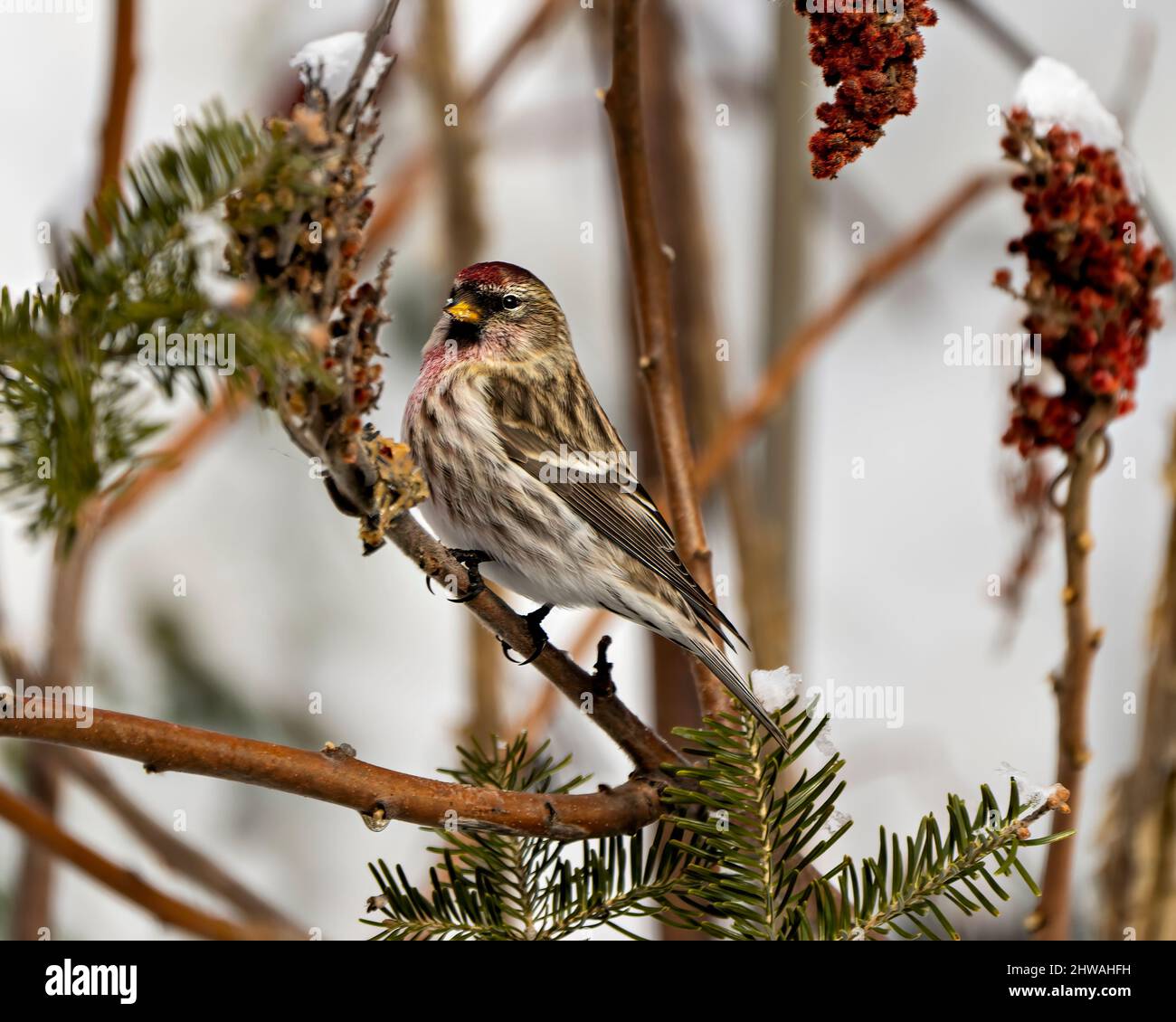 Red Poll Finch close-up profile view, perched on a stag horn branch ...