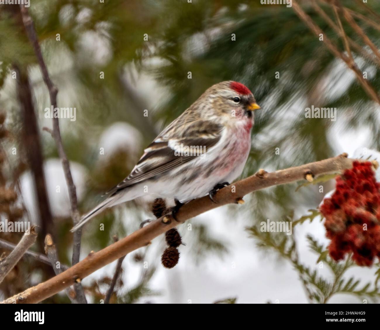 Red poll side view profile view in winter season perched on a stag horn ...