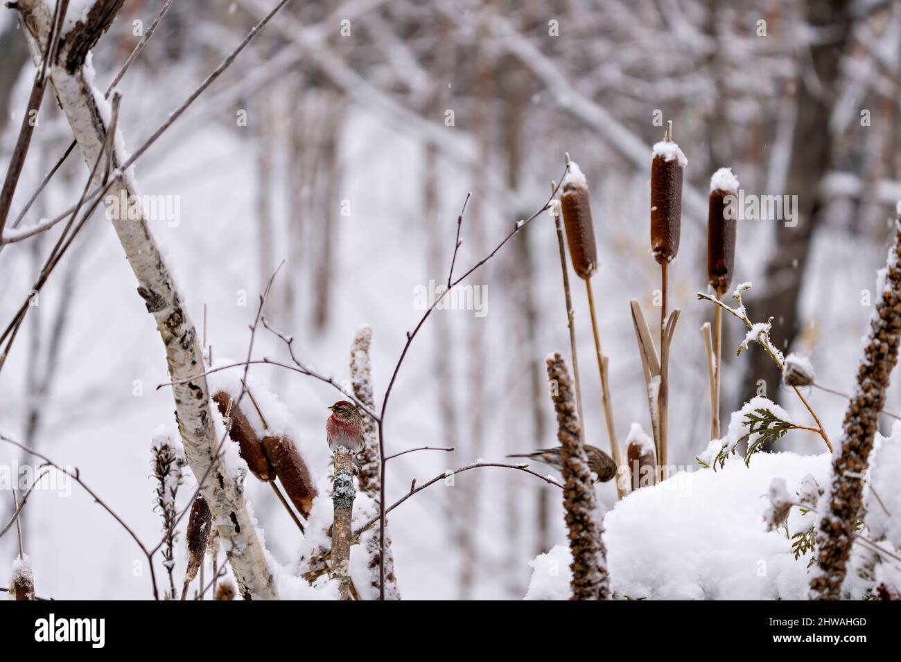 Red poll in winter season perched on cattails with a blur snow ...