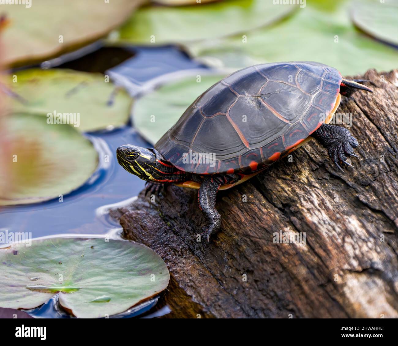 Painted Turtle standing on a log in a pond with water lily pads ...