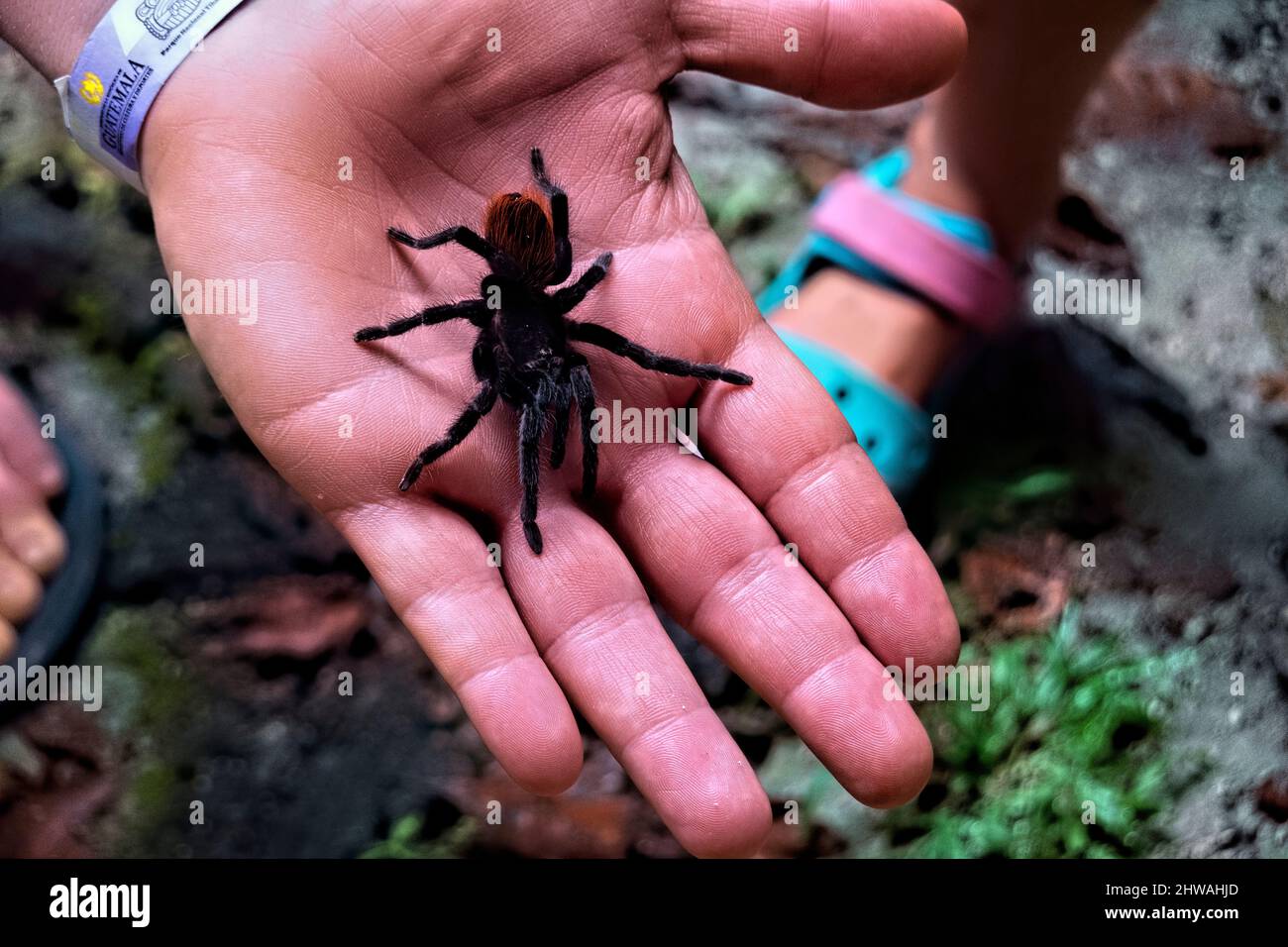 Tarantula, Tikal National Park, Petén, Guatemala Stock Photo - Alamy