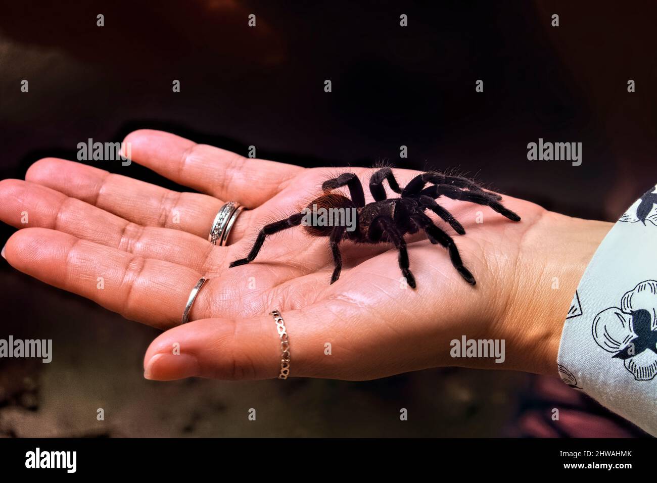 Tarantula, Tikal National Park, Petén, Guatemala Stock Photo - Alamy
