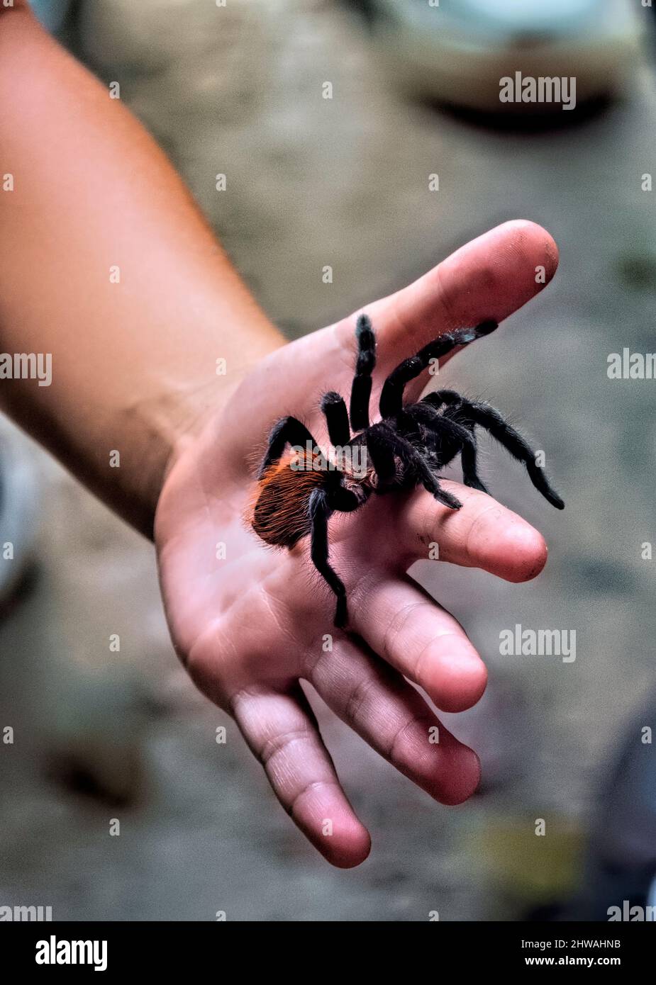 Tarantula, Tikal National Park, Petén, Guatemala Stock Photo - Alamy