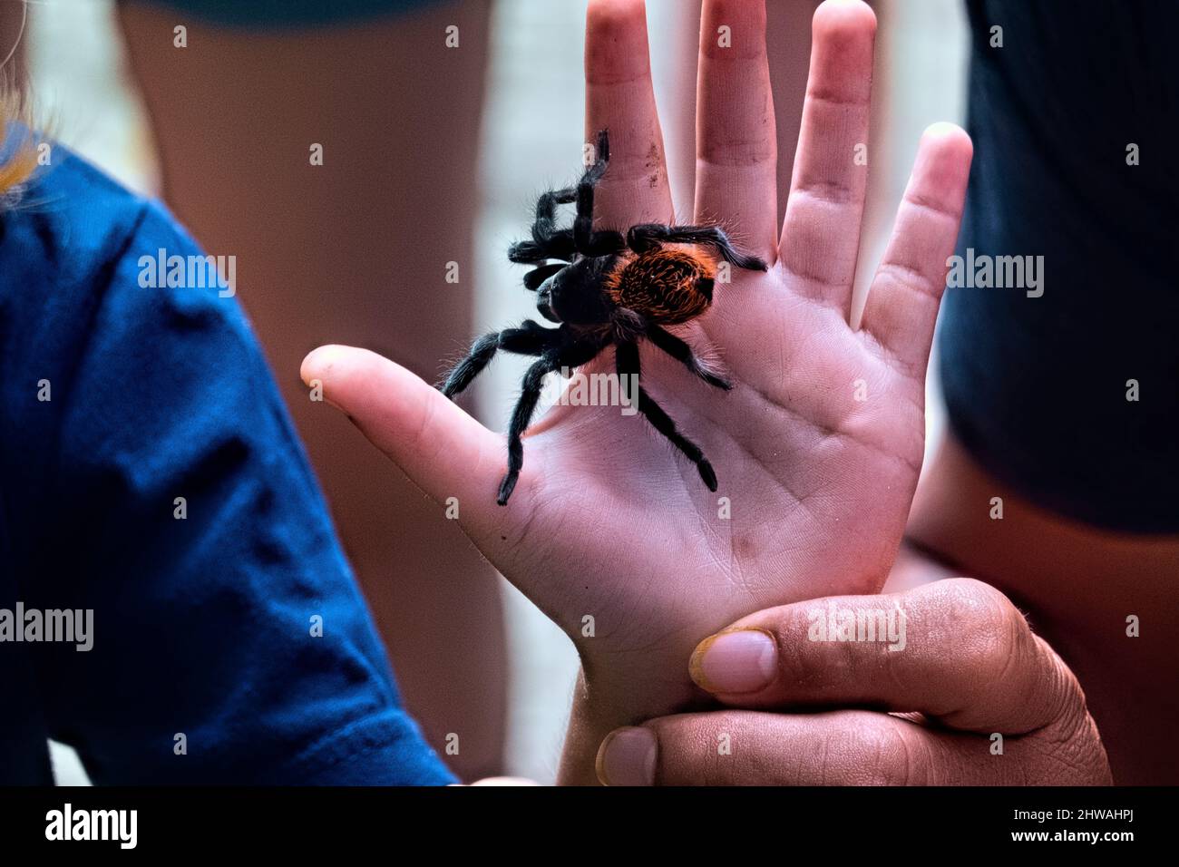 Tarantula, Tikal National Park, Petén, Guatemala Stock Photo - Alamy