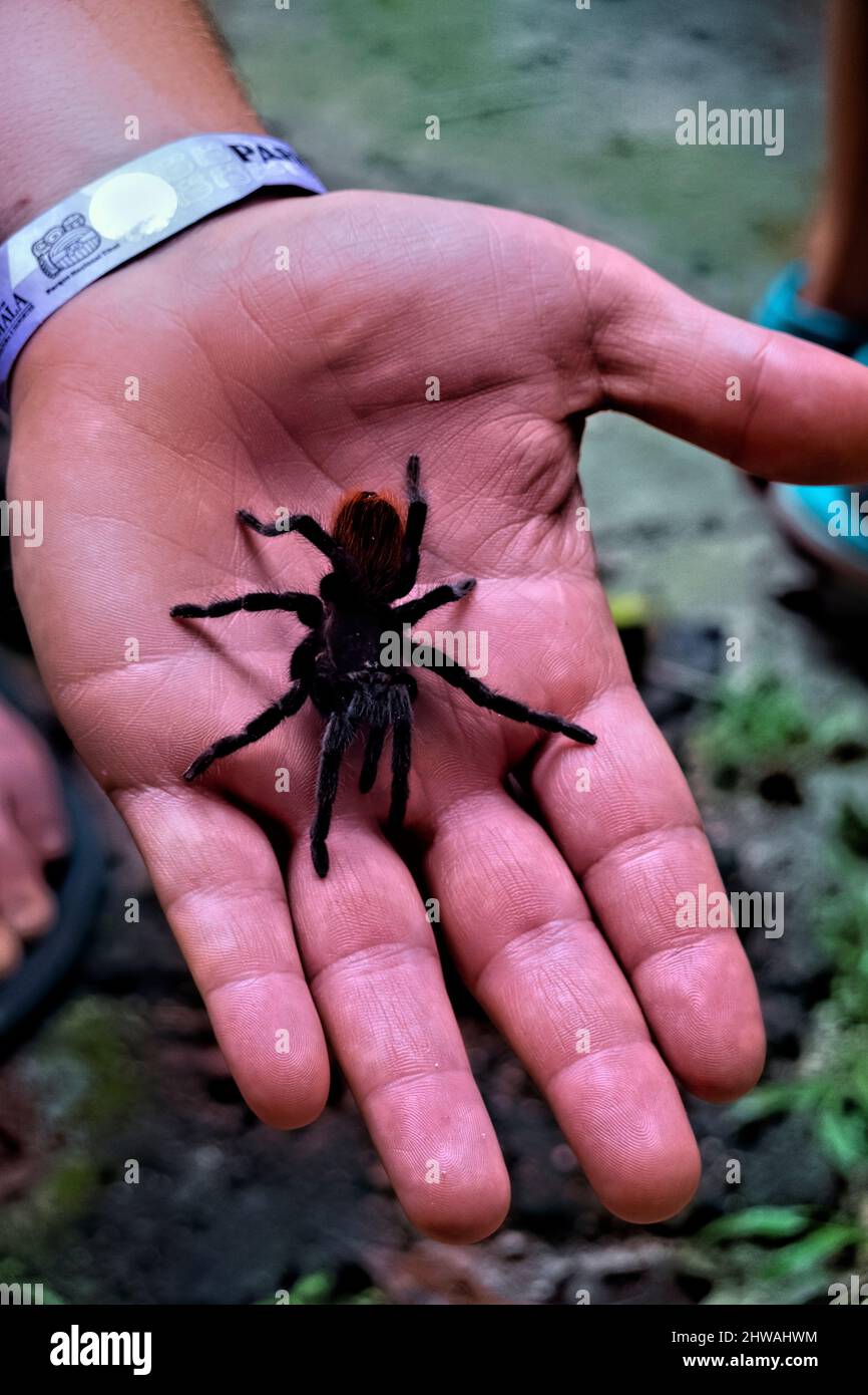 Guatemalan spider hi-res stock photography and images - Alamy