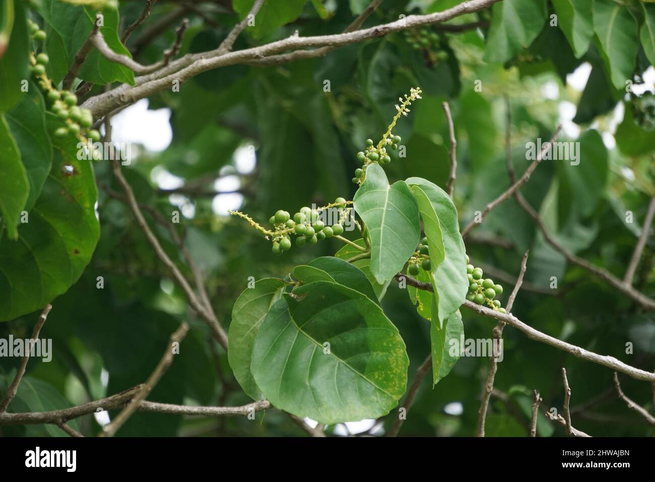 Antidema thwaitesianum (Also called Buah Buni) on the tree. Antidema ...