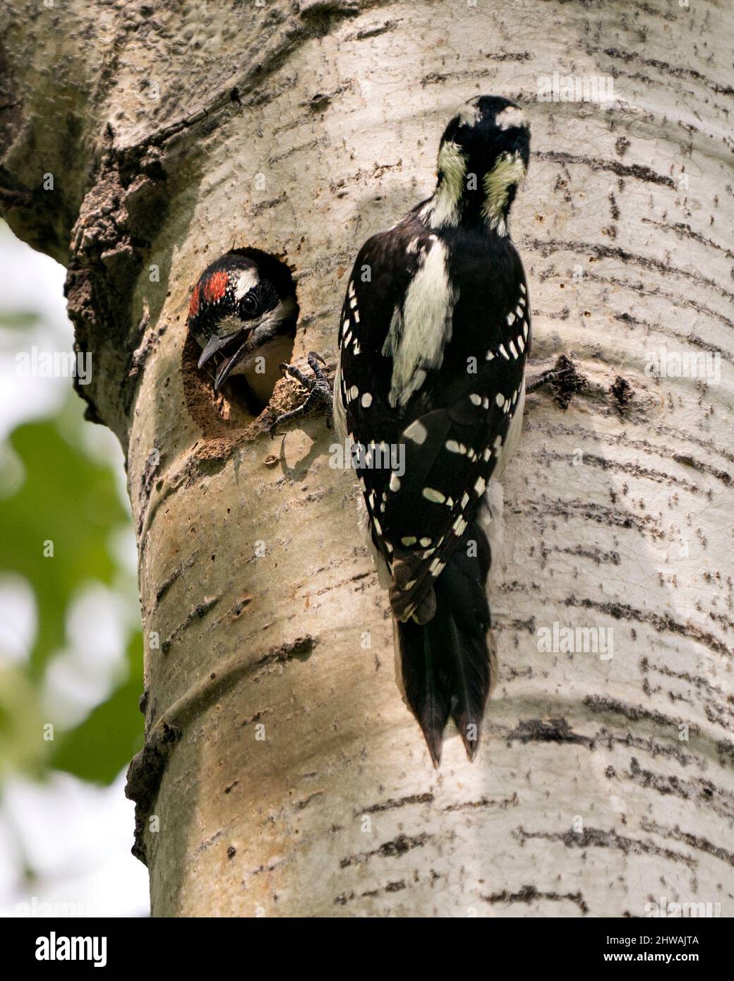 Woodpecker parent bringing and feeding food to the baby bird in their ...