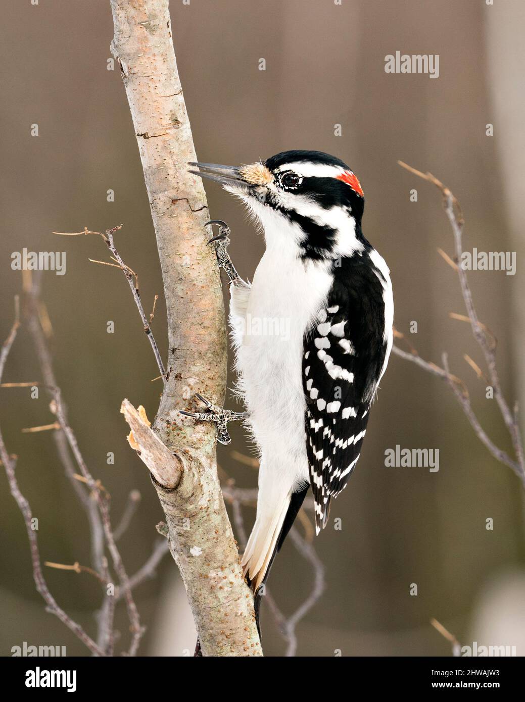 Woodpecker close-up profile view perched on a tree branch with blur ...