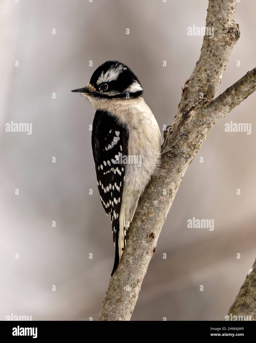Woodpecker female Downy bird perched on a branch with a blur background ...