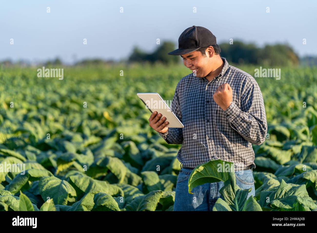 Cigar fields hi-res stock photography and images - Alamy