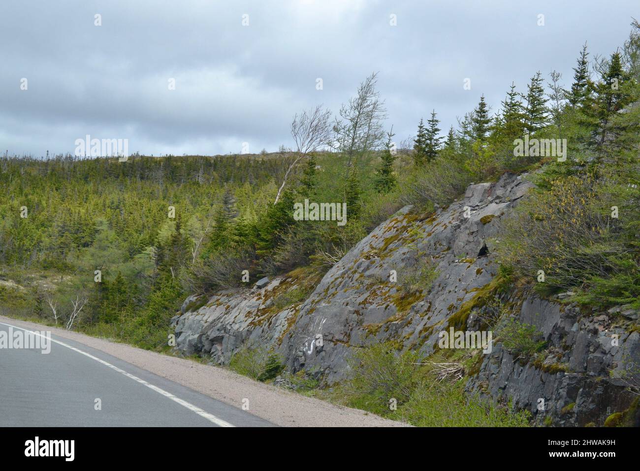 Exposed bedrock and dense forest landscape adjacent to Newfoundland ...