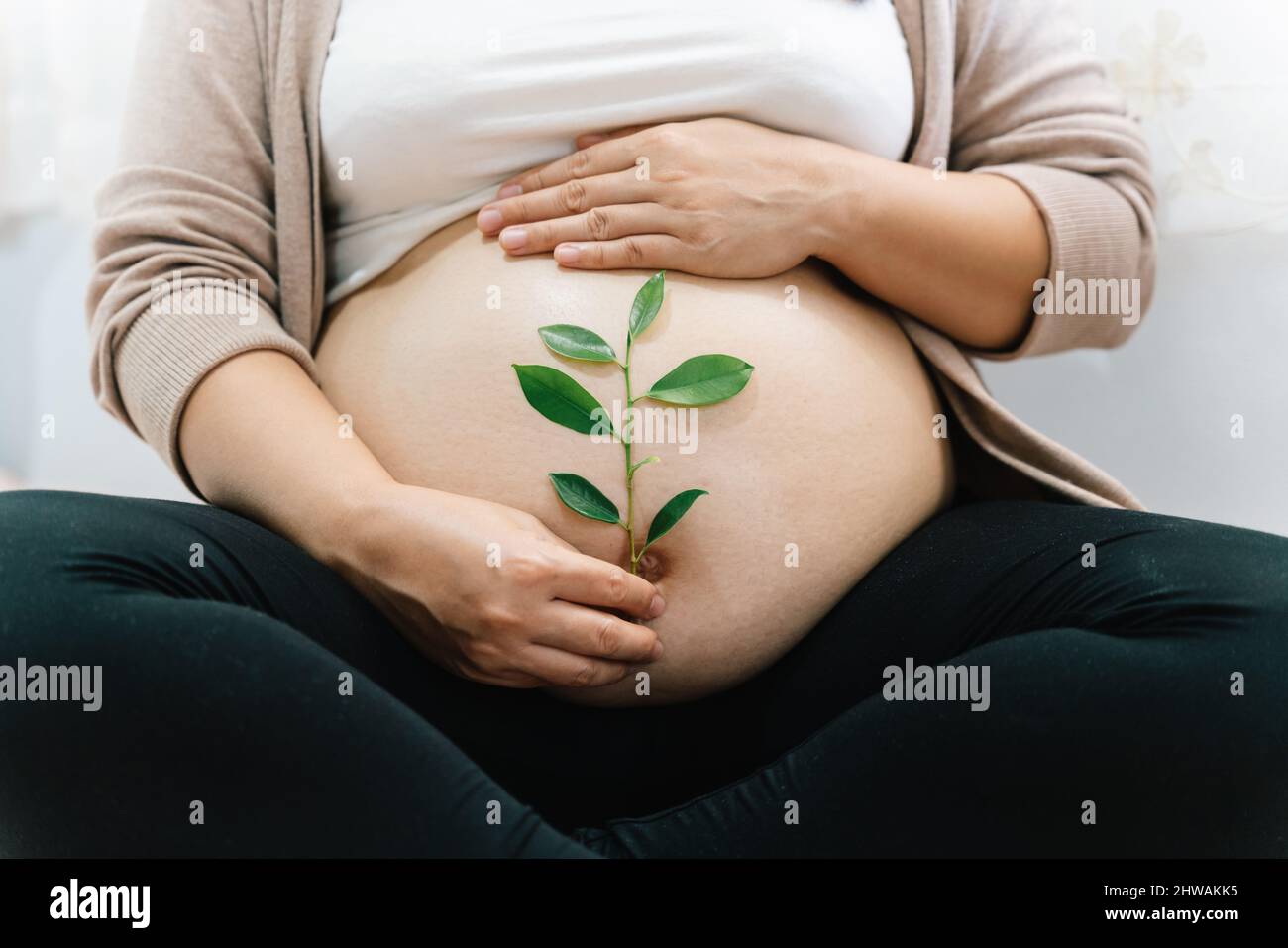 A Pregnant woman holds green sprout plant near her belly as symbol of ...