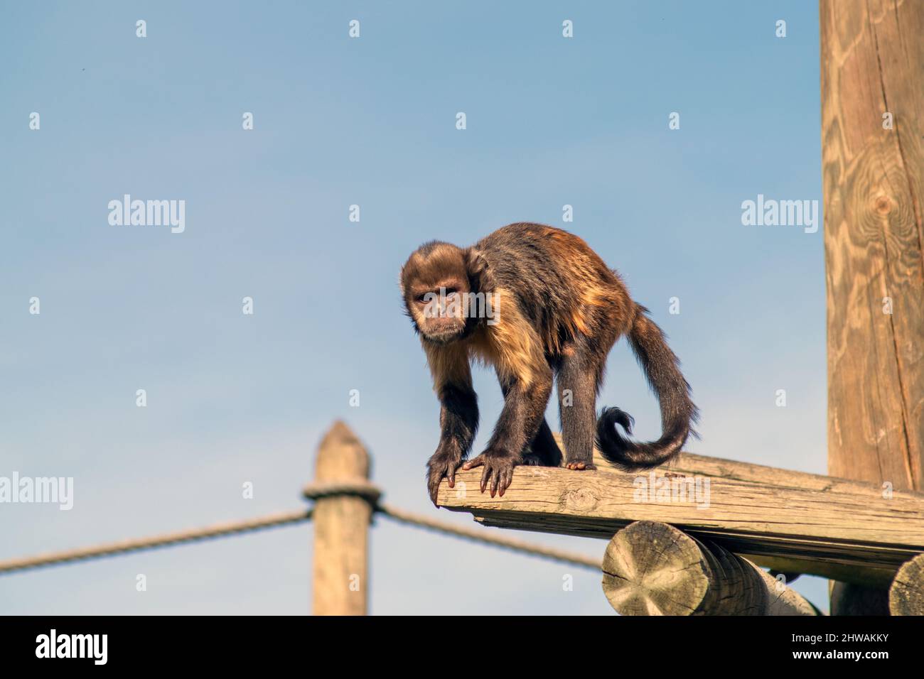 Macaco capuchinho hi-res stock photography and images - Alamy