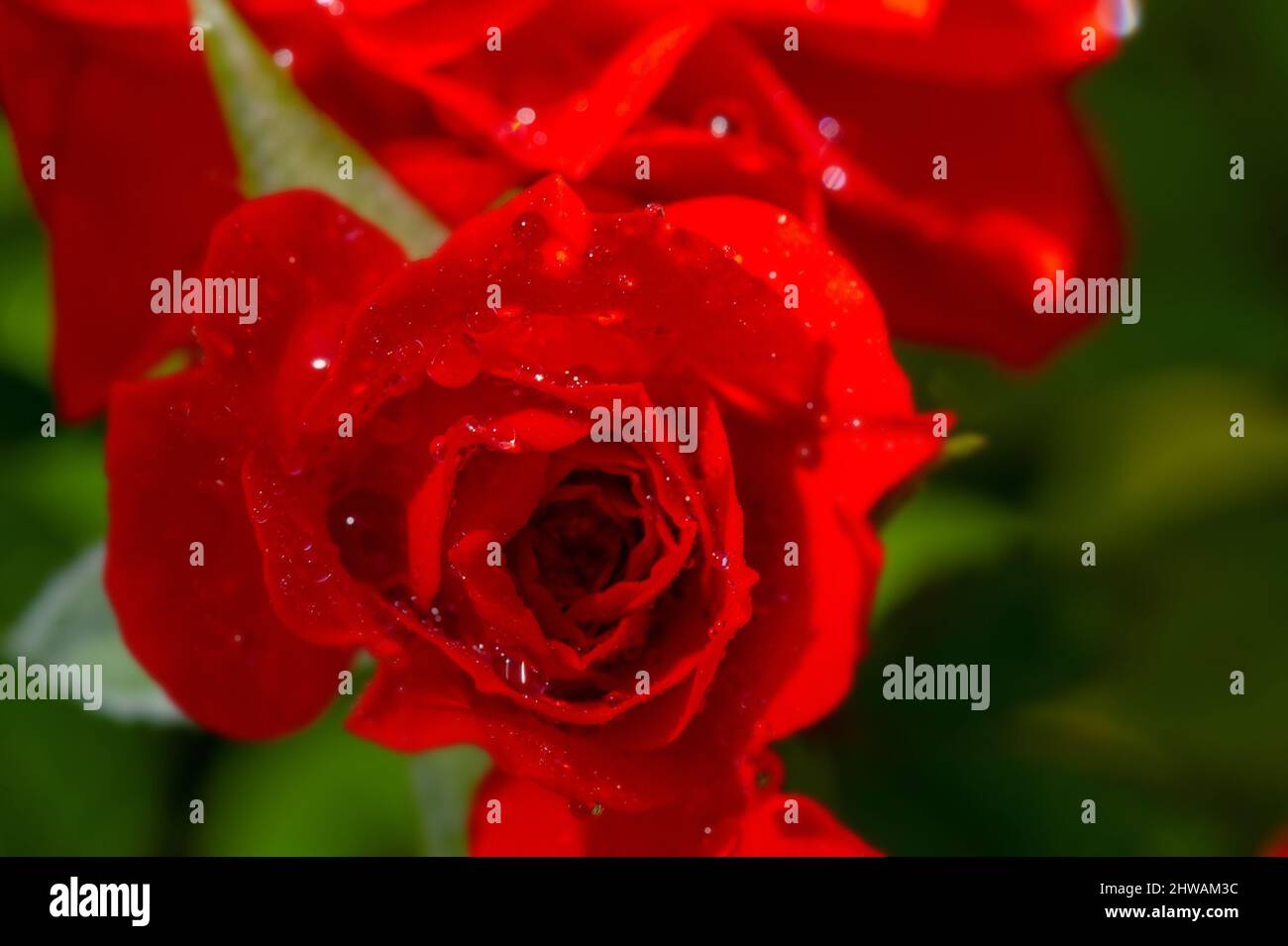 Macro photo of a flower with dew drops. Red rose with drops after rain ...