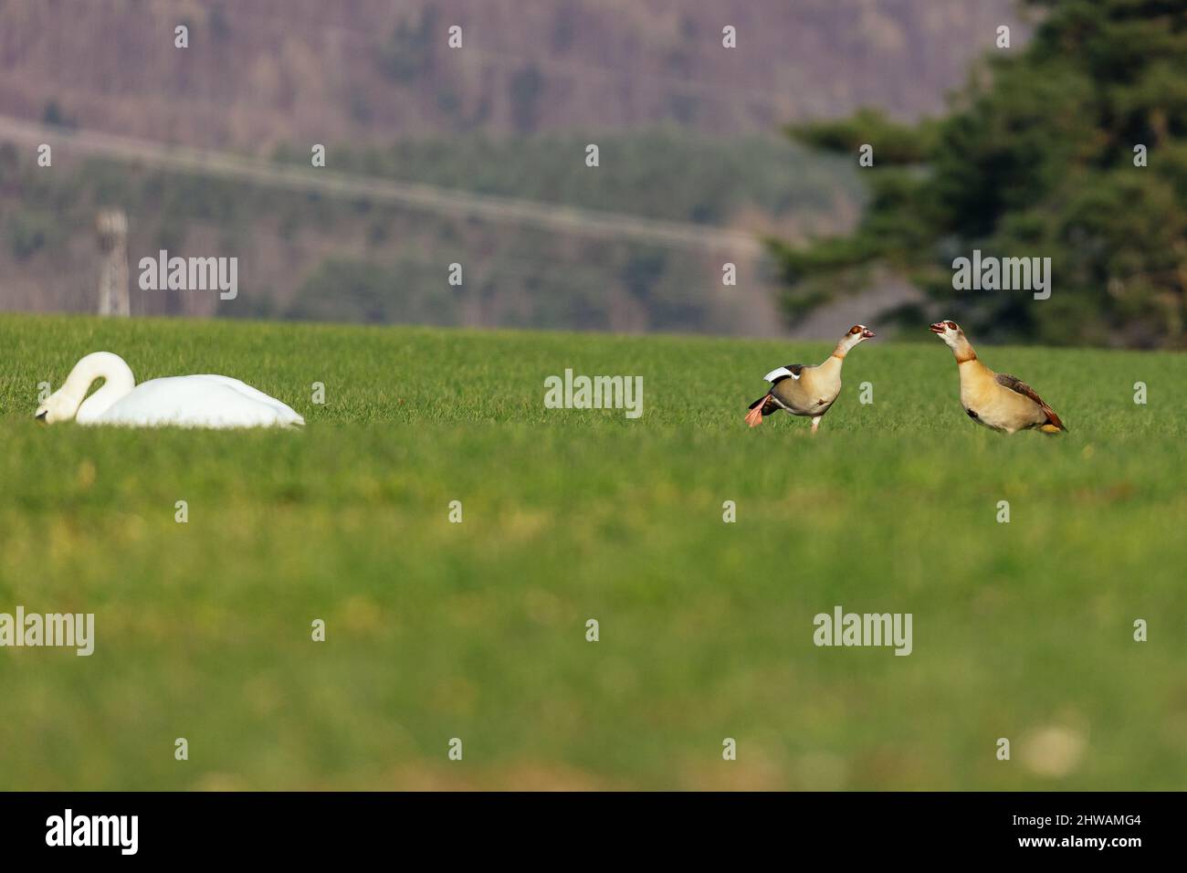Shallow focus shot of two Egyptian geese standing near to a lying swan ...