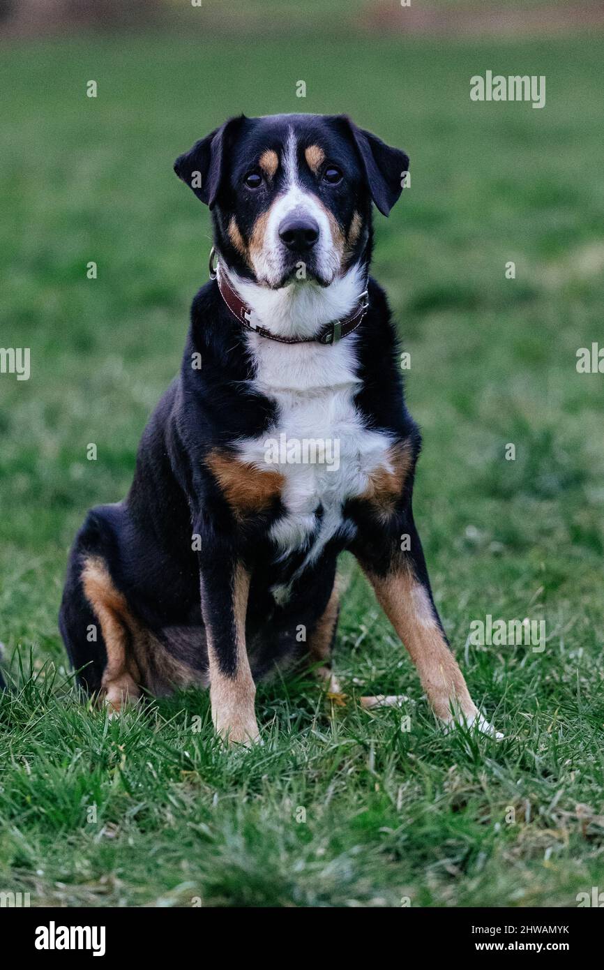 Close-up shot of a beautiful Entlebucher Mountain Dog sitting on the ...