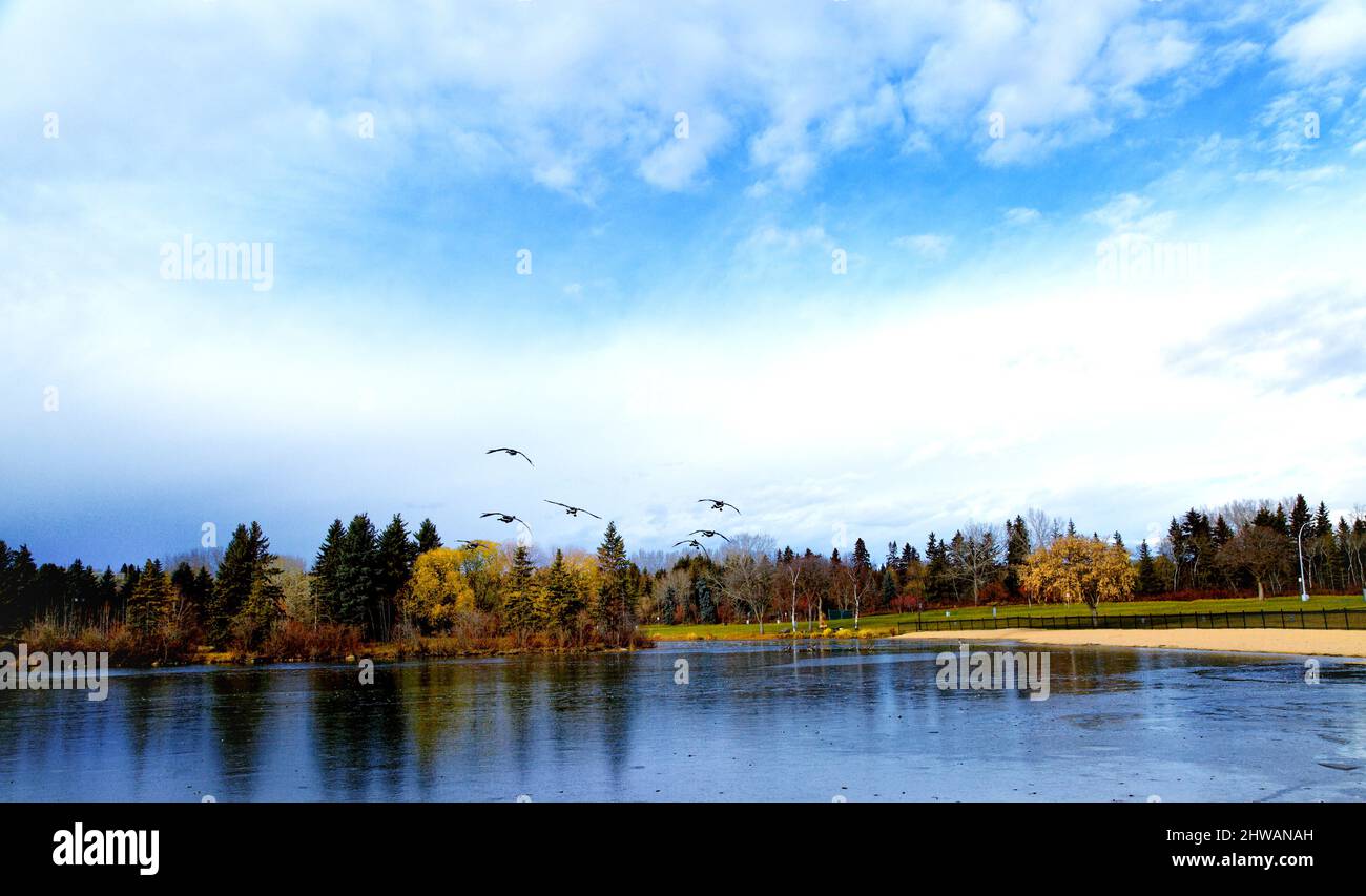 Lake geese hi-res stock photography and images - Alamy