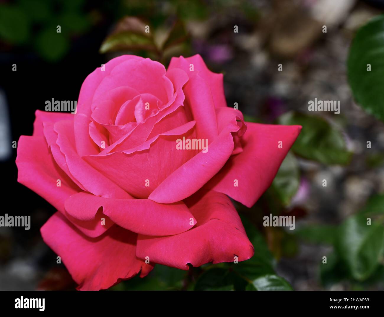 Veterans honor hybrid tea rose hi-res stock photography and images - Alamy