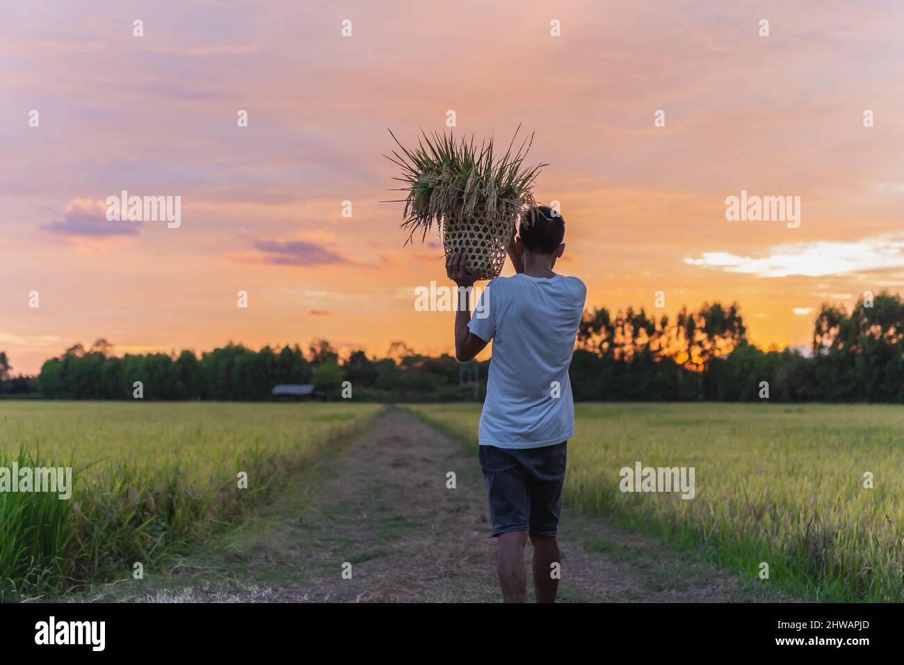 Thailand rice field carry hi-res stock photography and images - Alamy